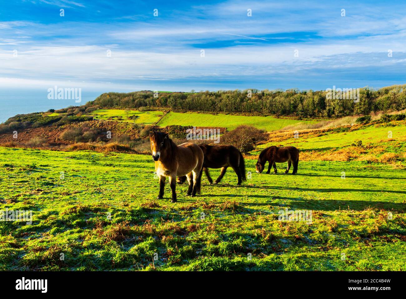 Wild Ponies on the Fire Hills Hastings Country Park east Sussex south ...