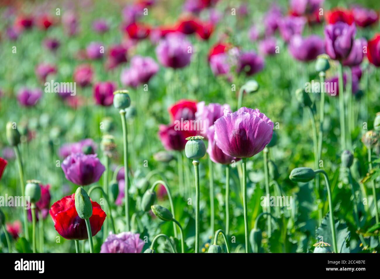 Purple opium poppy field (Papaver somniferum) in Burma, Myanmar Stock ...
