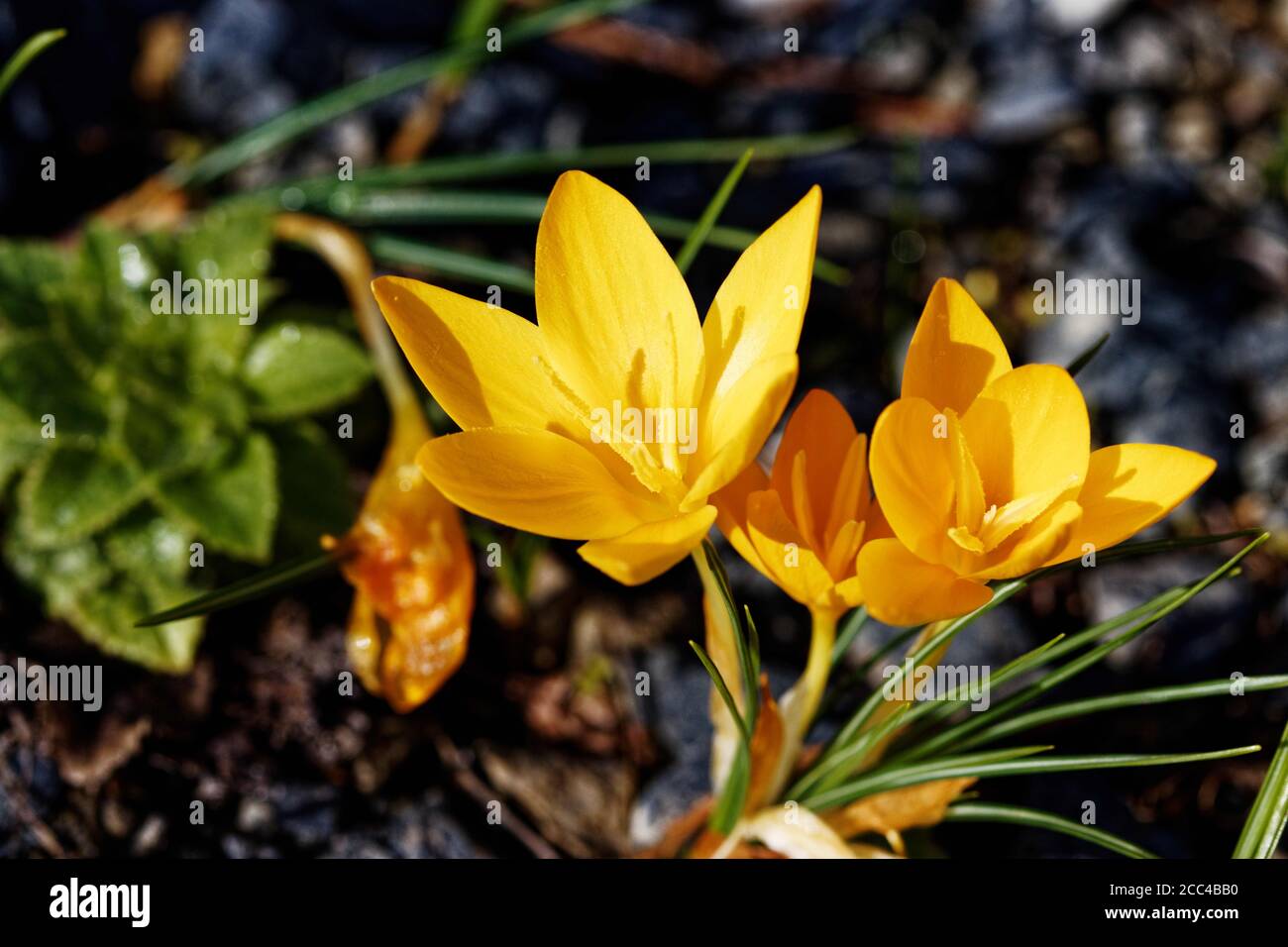 Crocus flavus and species hi-res stock photography and images - Alamy