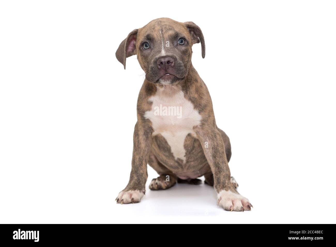 Small American bully puppy isolated on white background Stock Photo - Alamy