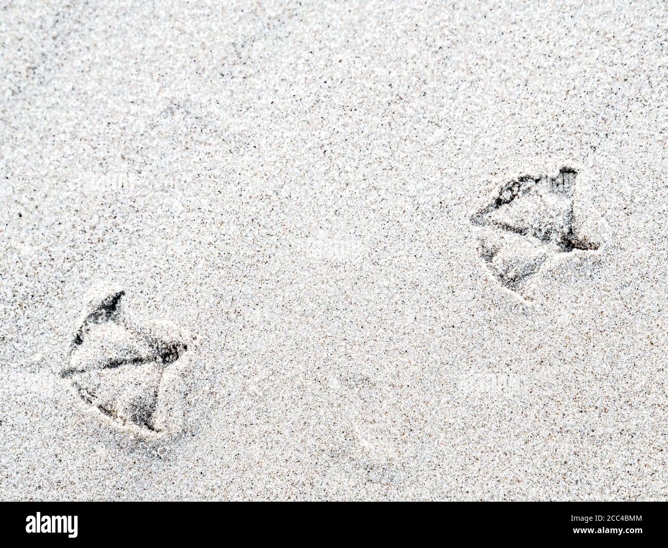 Seagull footprints on sand beach Stock Photo - Alamy