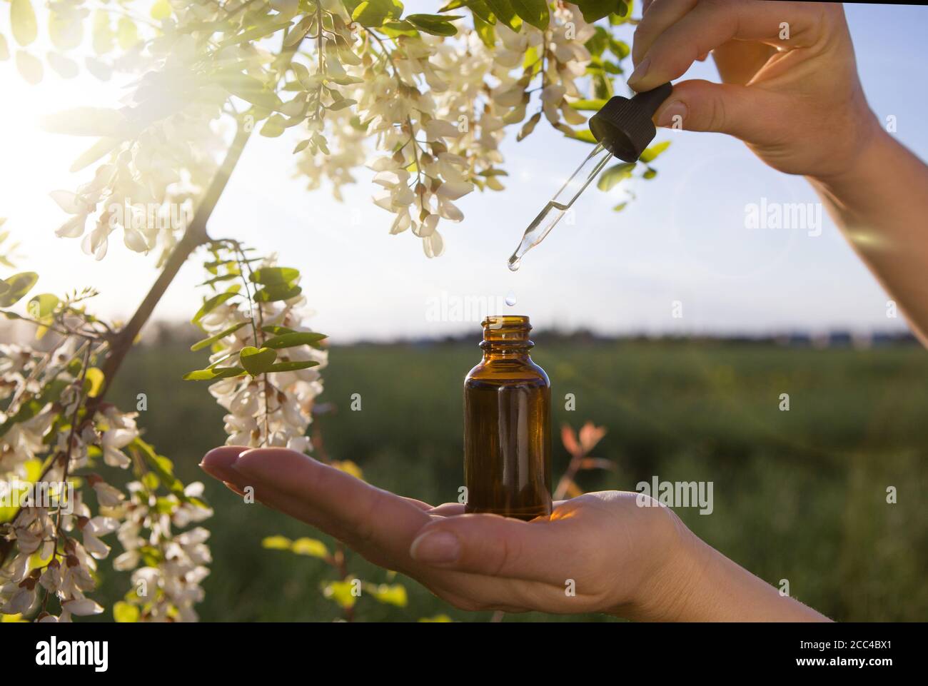 Treatment with flowers - acacia tree extract. BACH Stock Photo - Alamy