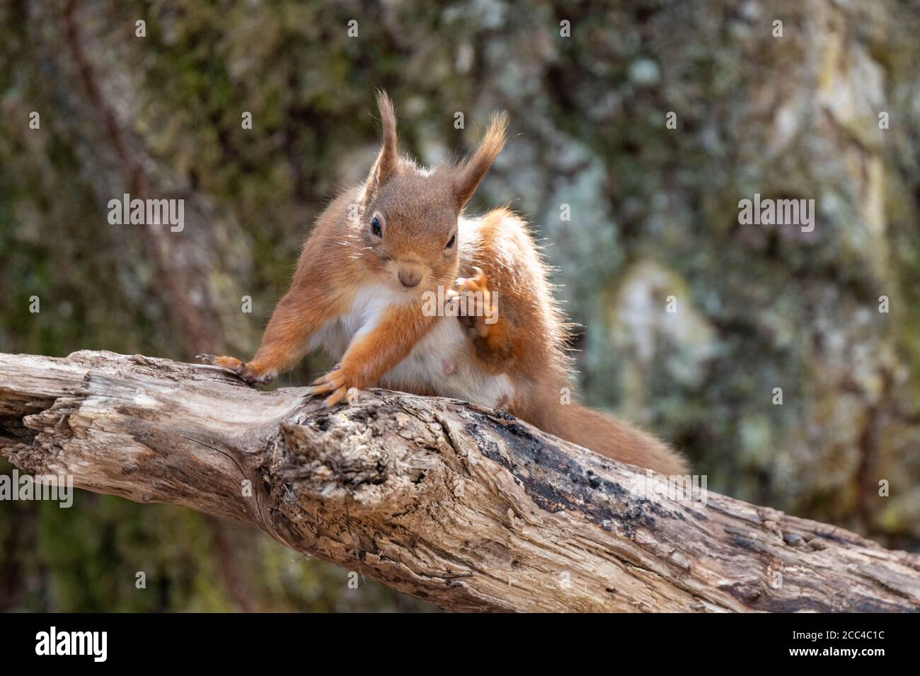 Red squirrel (Scuirus vulgaris) Red squirrel (Scuirus vulgaris ...