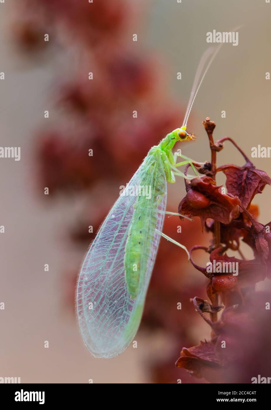 A green Lacewing fly boldly resting on a red plant Stock Photo - Alamy