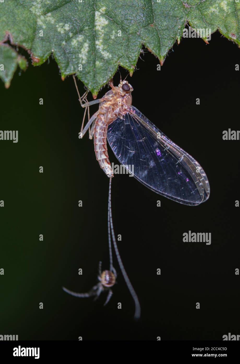 A dead Mayfly hanging from a Bramble leaf with a baby Orb spider ...