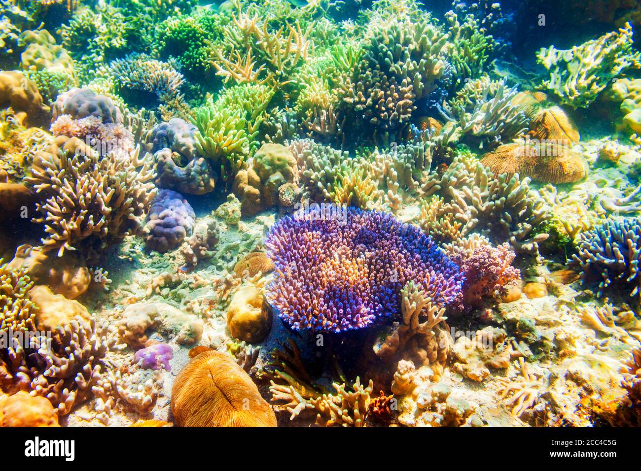 Underwater coral reef tropical sea view landscape Stock Photo - Alamy
