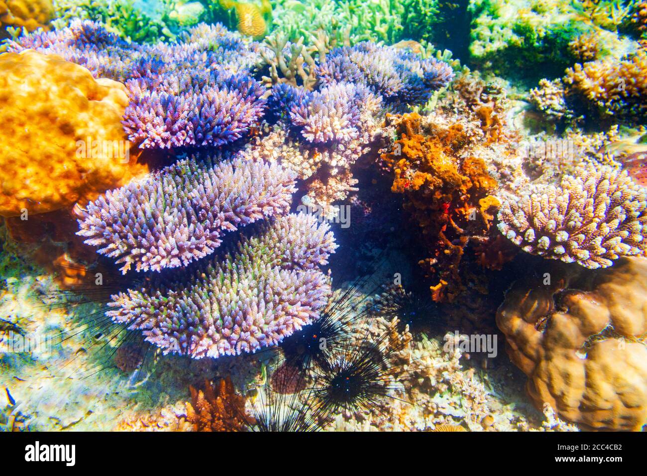 Underwater coral reef tropical sea view landscape Stock Photo - Alamy