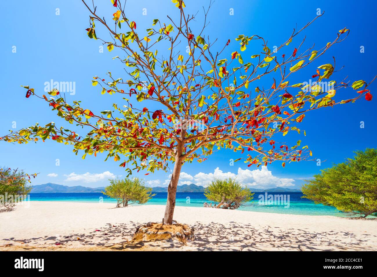 Beach with yellow sand, beauty tree and turquoise water in Busuanga ...