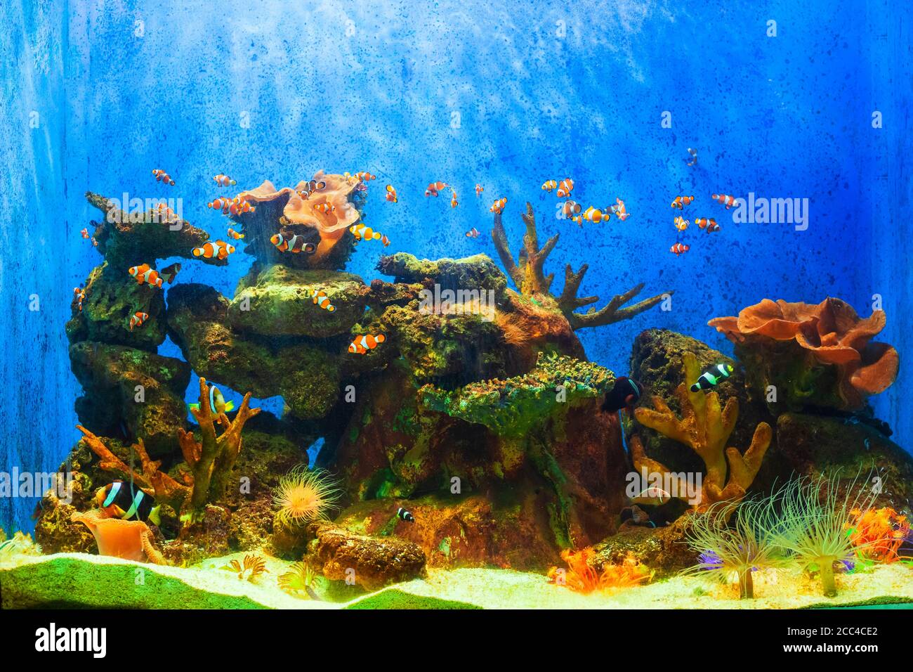 Amazing underwater coral reef aquarium landscape with tropical fish ...