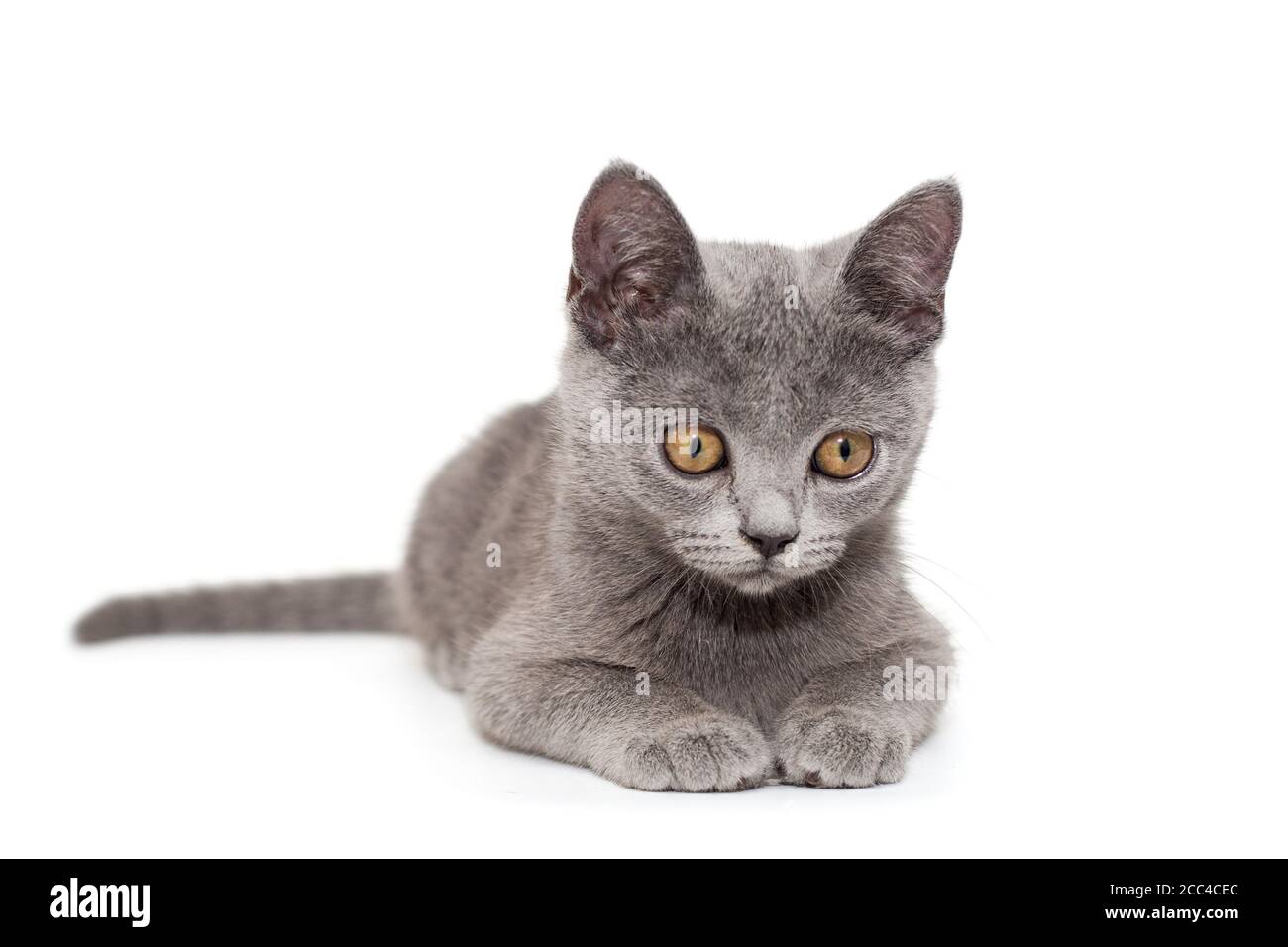 Russian Blue Mix Kitten