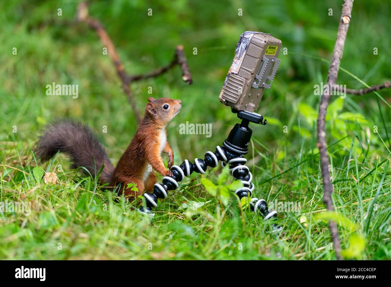 Camera trap hi-res stock photography and images - Alamy