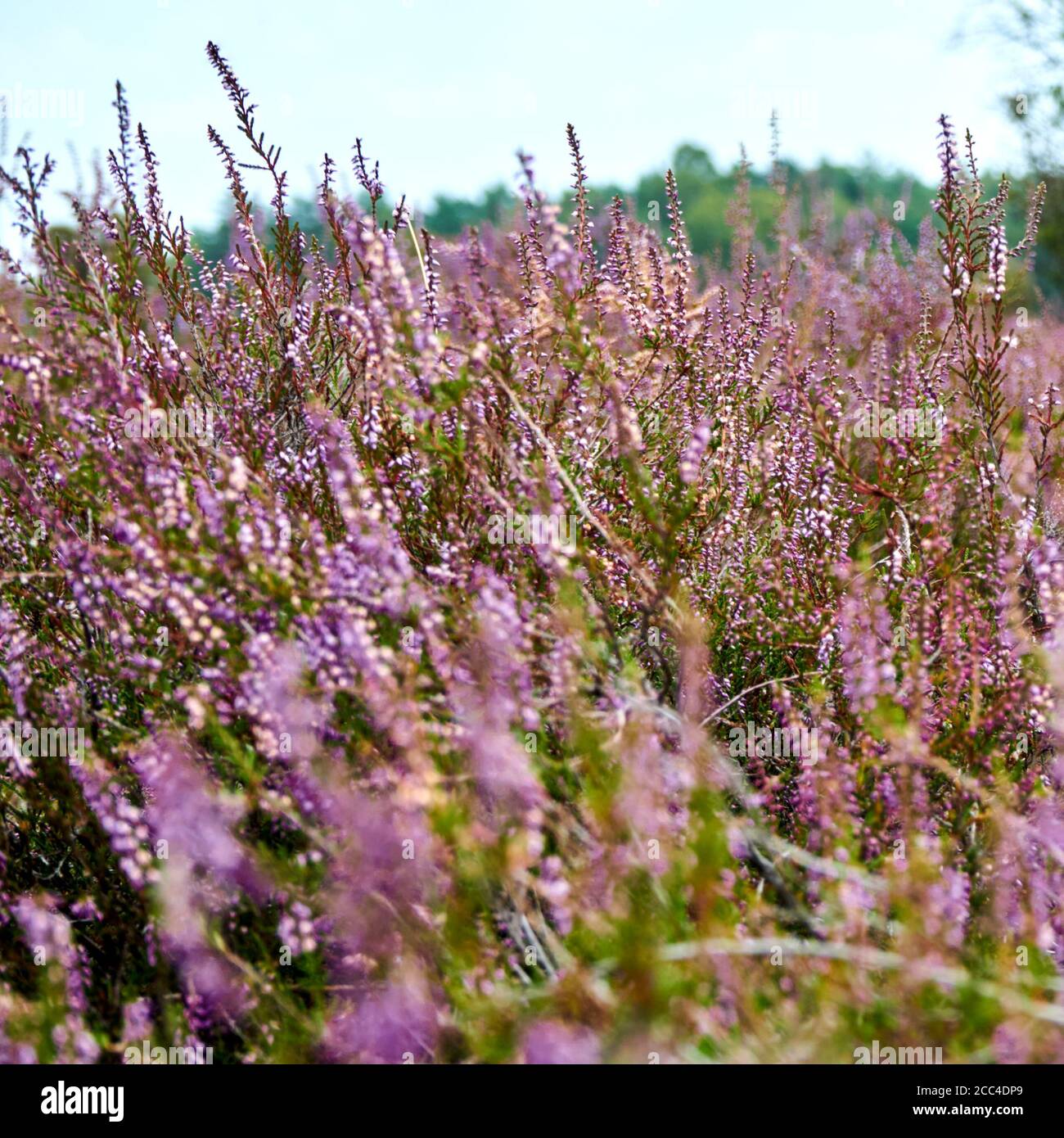 Close-up of the heath landscape with flowering heather, scientific ...