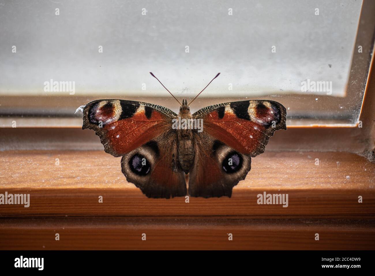 Butterfly flutters at the window Stock Photo - Alamy