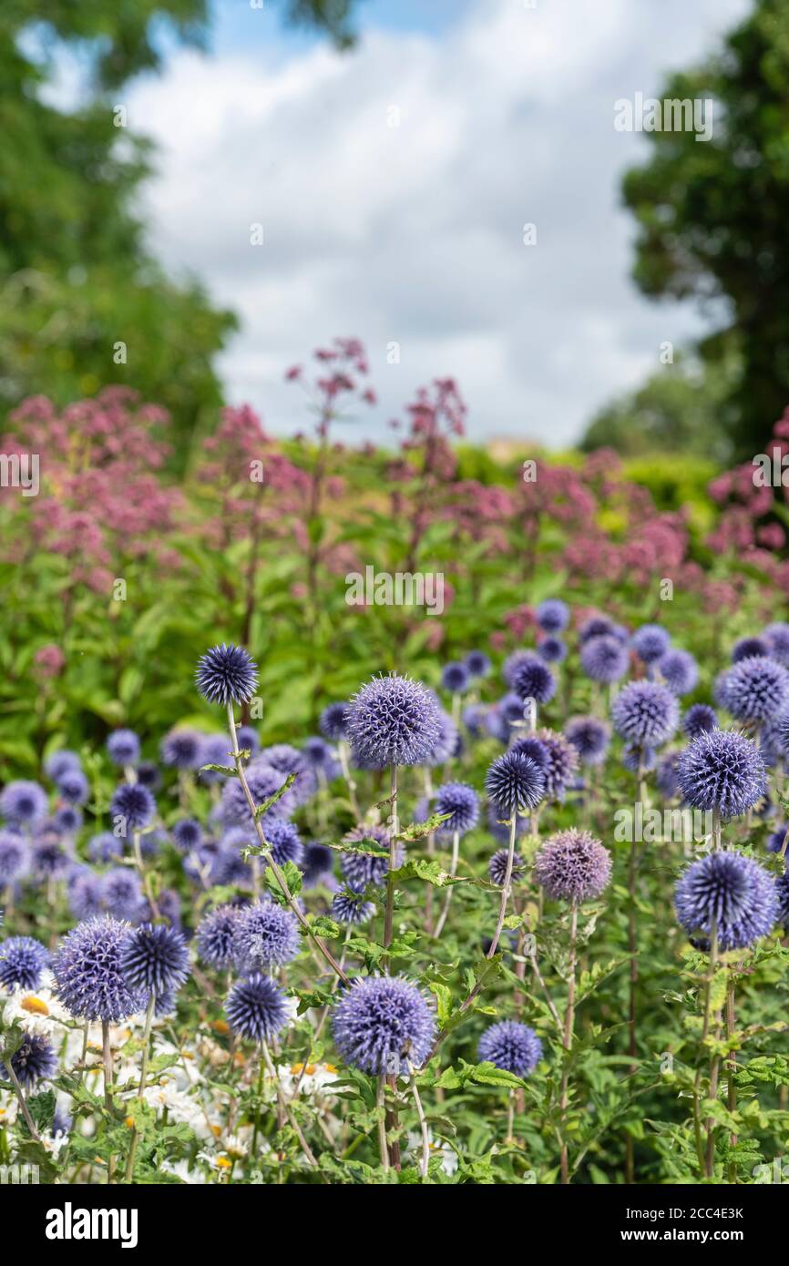 Echinops ritro veitchs blue. Globe thistle flowers in an English garden ...