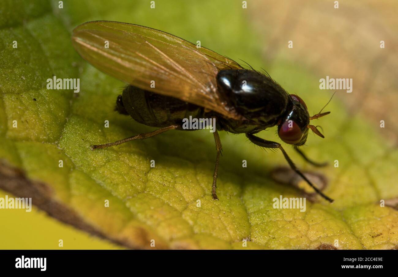 Macro shot of Flesh fly. Sarcophagidae Stock Photo - Alamy
