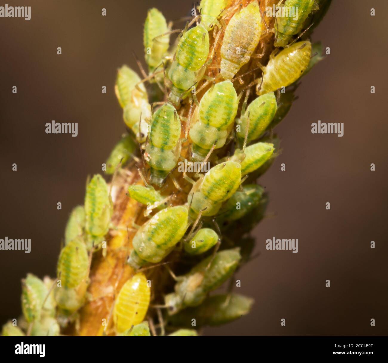 Macro shot of green Aphids on the stem. Aphidoidea Stock Photo - Alamy