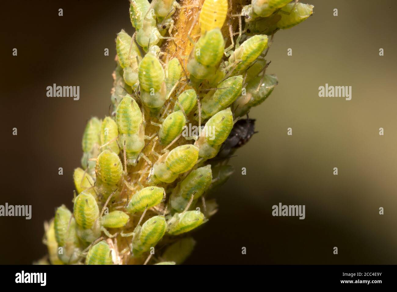 Macro shot of green Aphids on the stem. Aphidoidea Stock Photo - Alamy