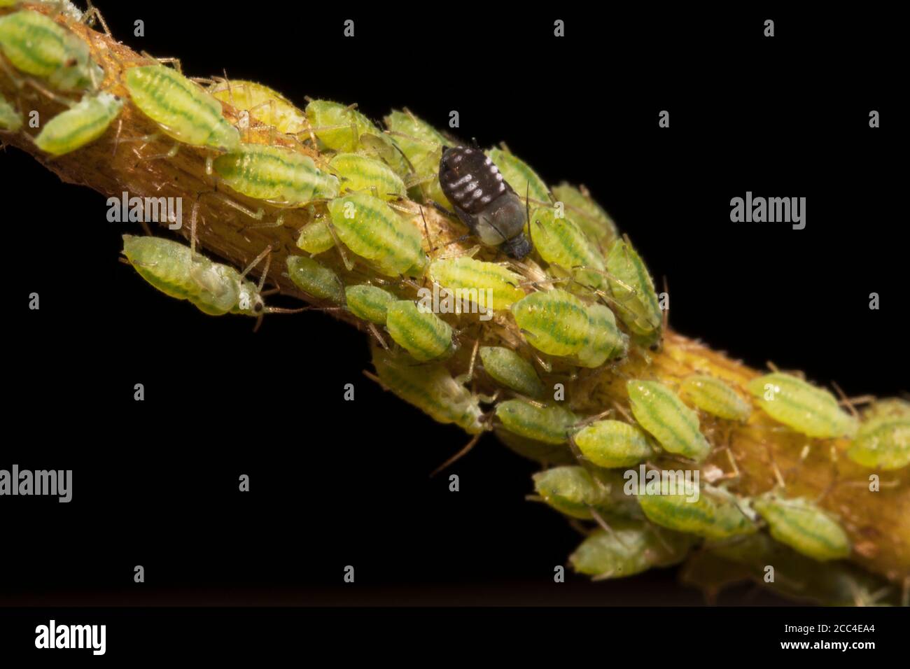 Macro shot of green Aphids on the stem. Aphidoidea Stock Photo - Alamy