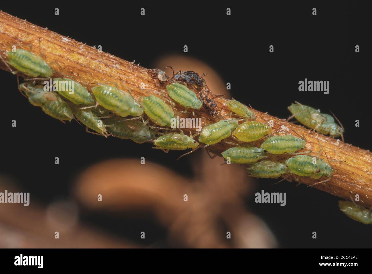 Macro shot of green Aphids on the stem. Aphidoidea Stock Photo - Alamy