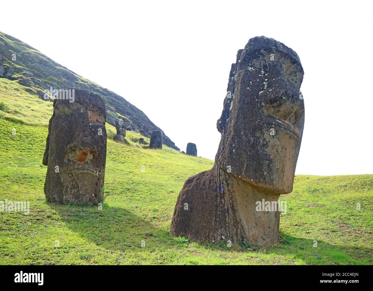 Abandoned massive Moai statues on the slope of Rano Raraku volcano, the ...