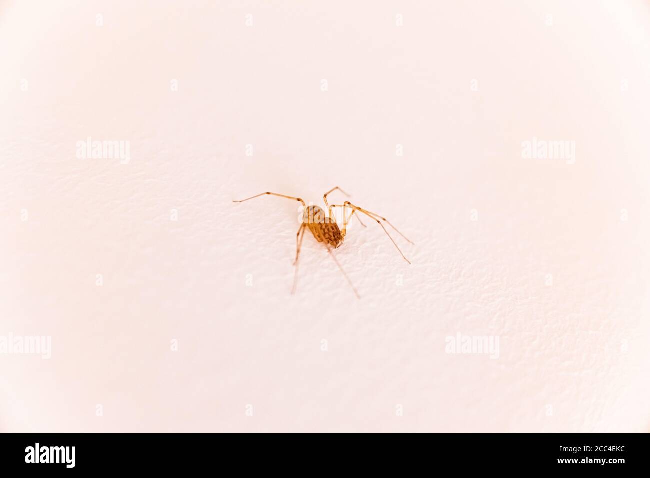 Small spider inside house, isolated on a white wall Stock Photo - Alamy