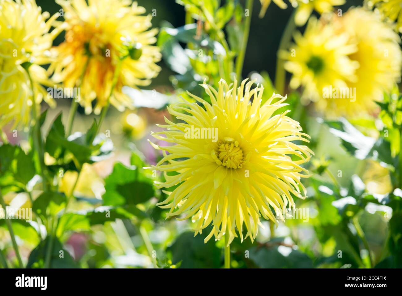 Flower of yellow dahlia Stock Photo - Alamy