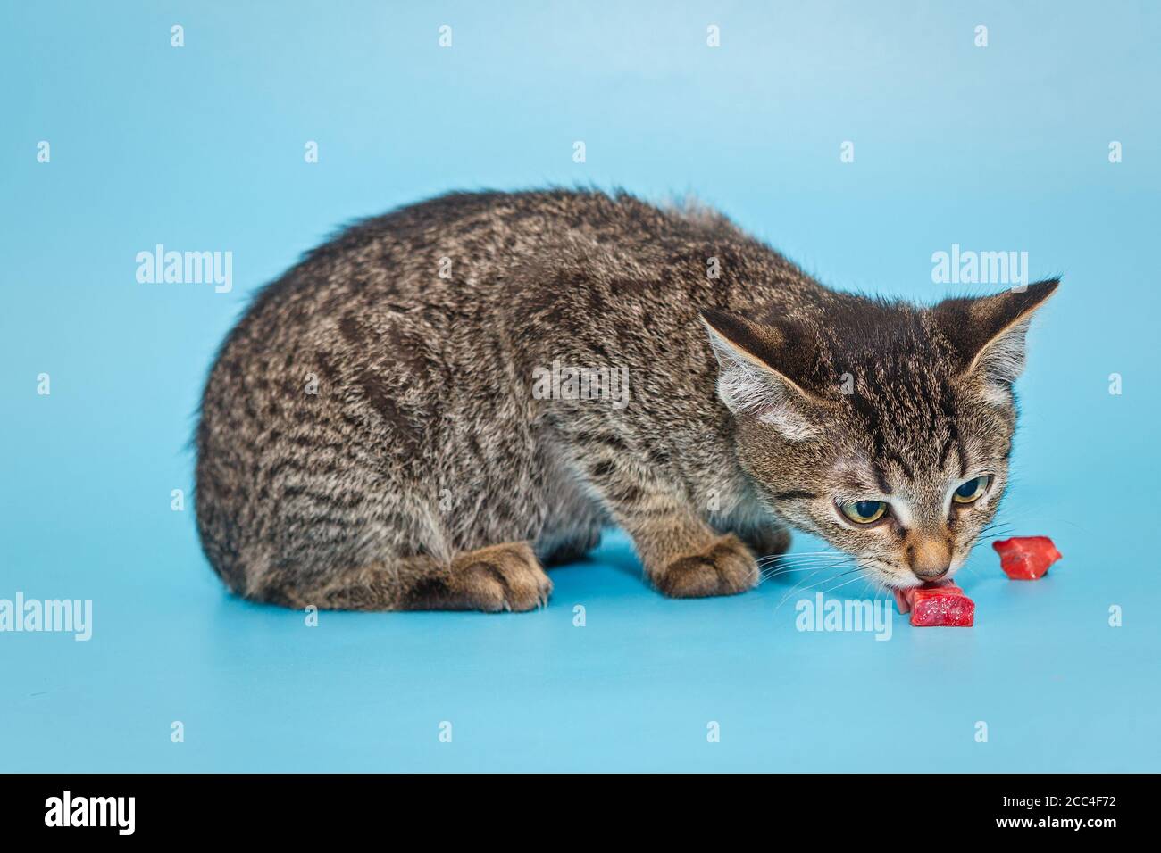 Homeless gray kitten eating meat hi-res stock photography and images ...