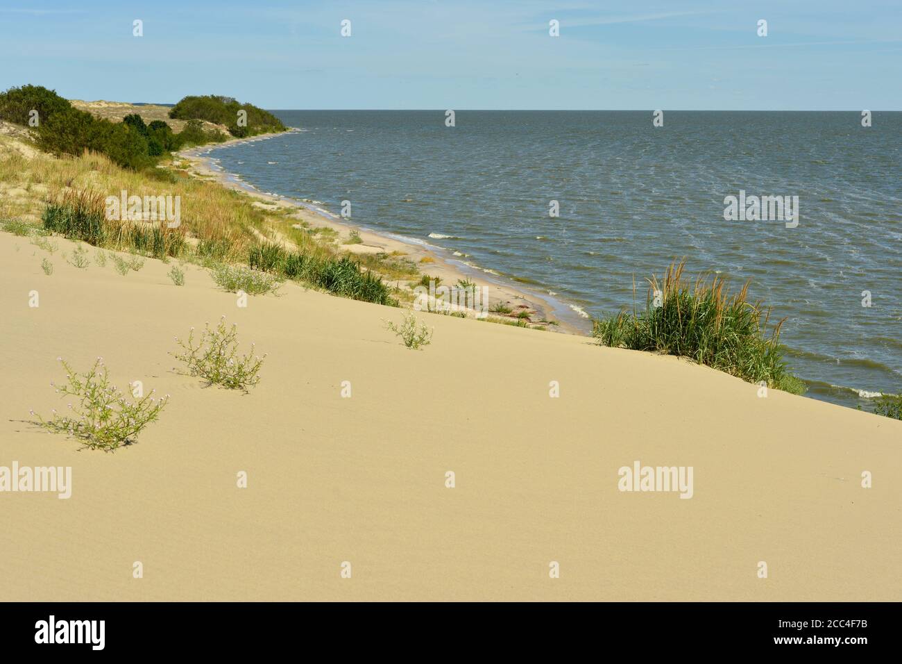 Landscapes Curonian Spit. Grass giant gnaw growing on the sand Stock ...