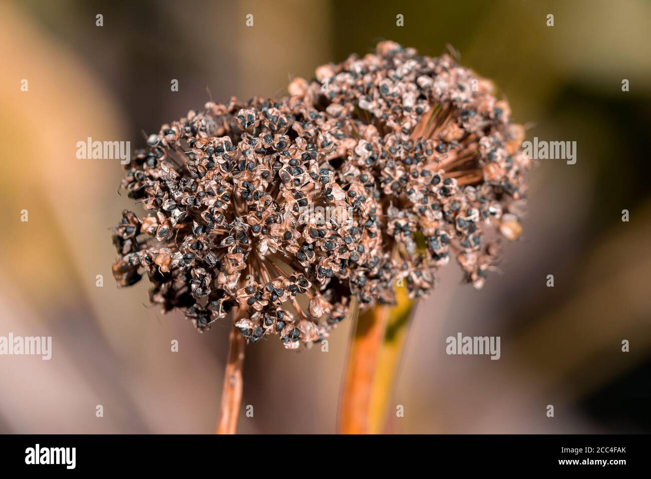 Dry, fallen flowers Stock Photo - Alamy