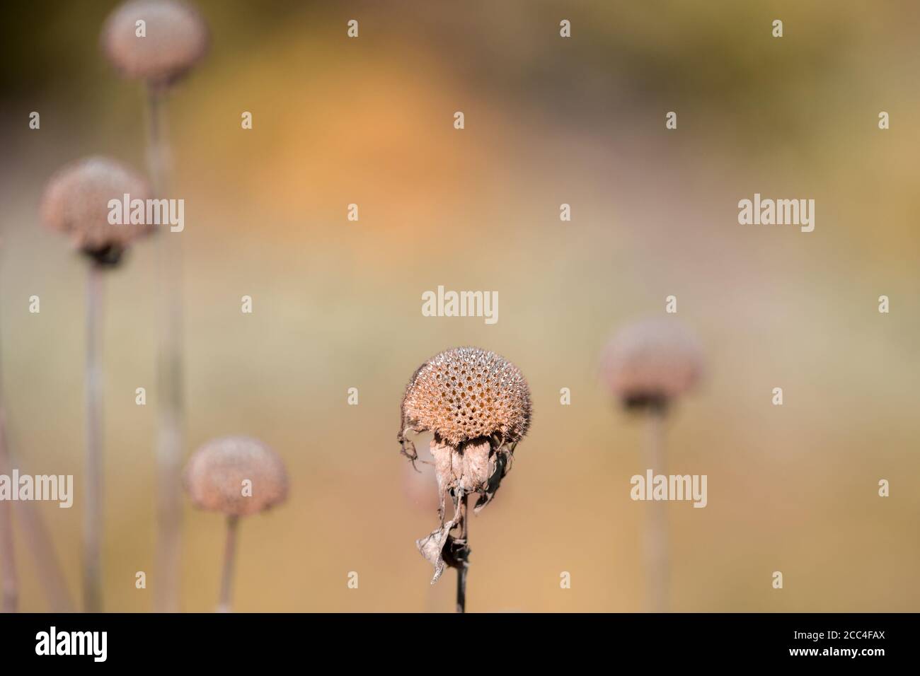 Dry, fallen flowers Stock Photo - Alamy