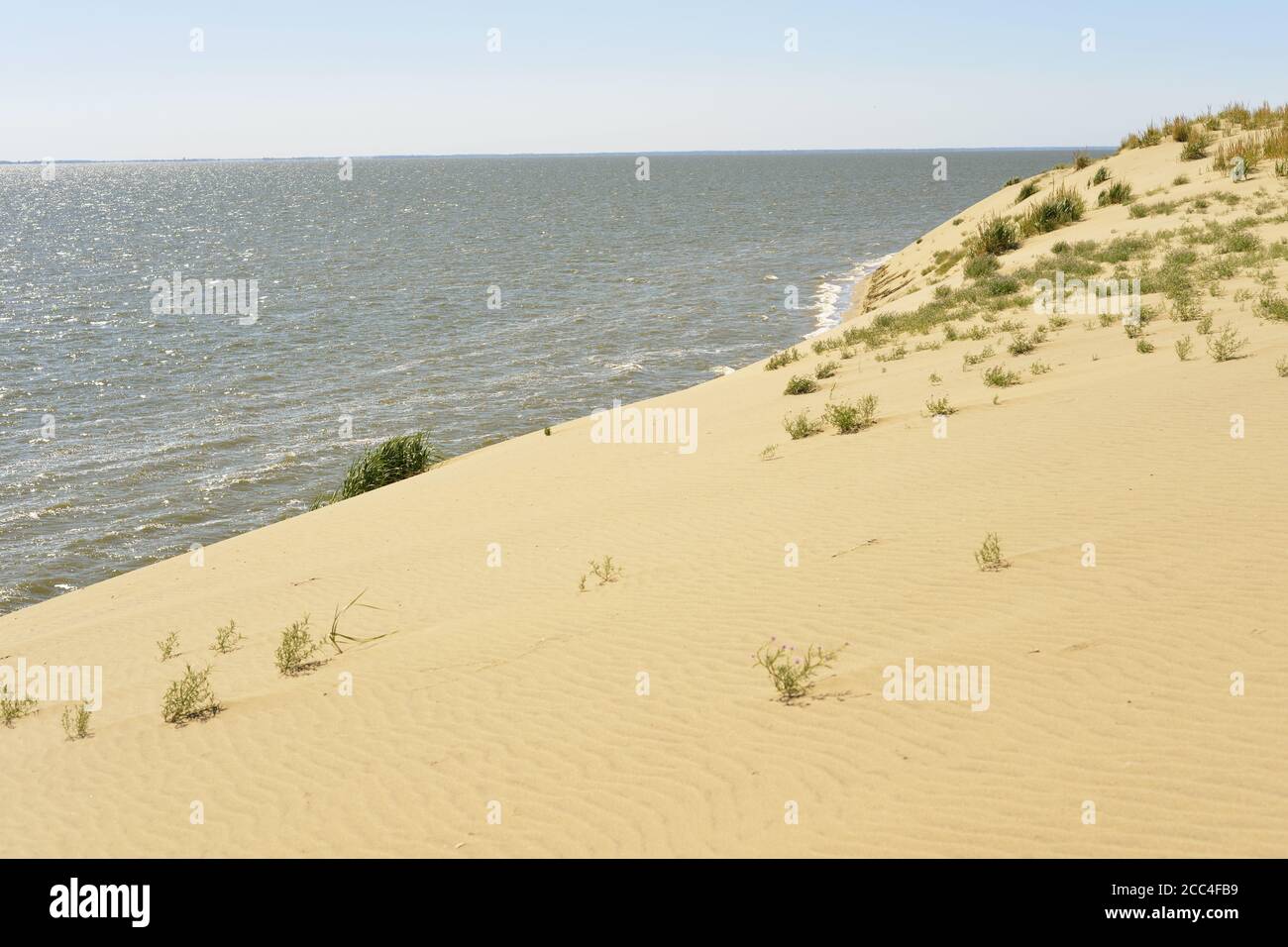 Landscapes Curonian Spit. Grass giant gnaw growing on the sand Stock ...