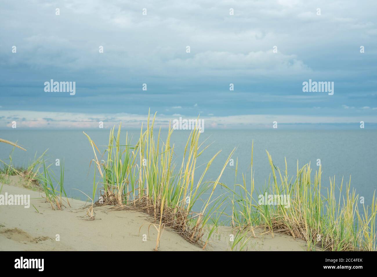 Landscapes Curonian Spit. Grass giant gnaw growing on the sand Stock ...