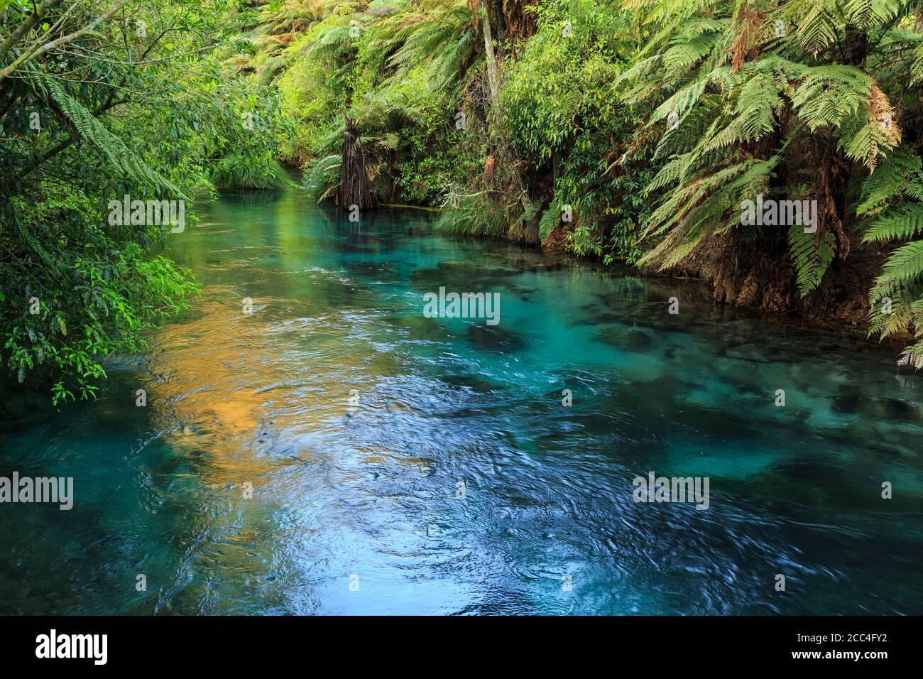 The Blue Spring at Te Waihou, New Zealand. A shaft of golden sunlight ...