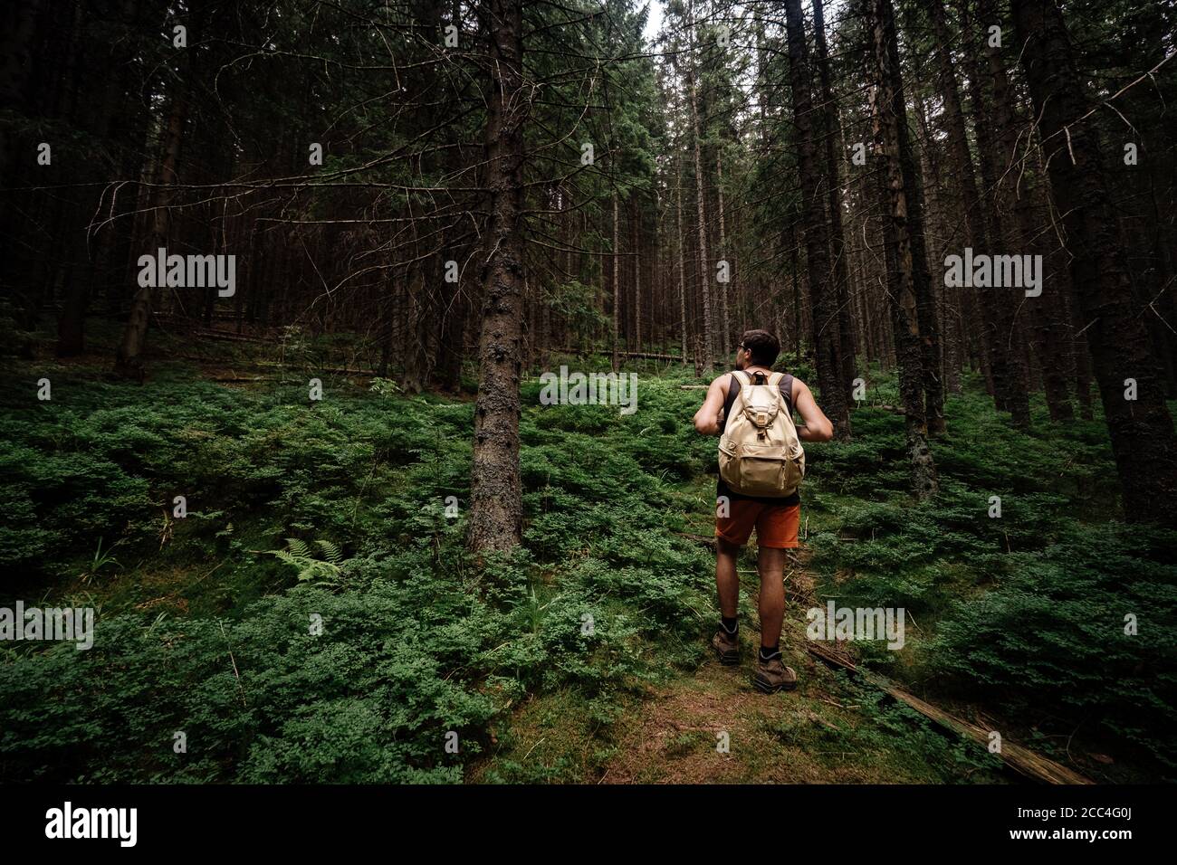 Closeup portrait of young hiker hiking, looking up at trees. Mountain ...