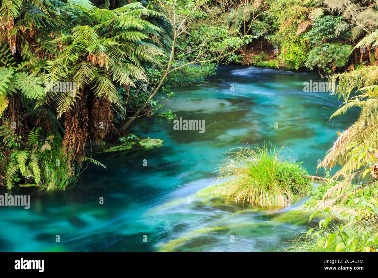 The Blue Spring at Te Waihou in the Waikato Region, New Zealand. Native ...