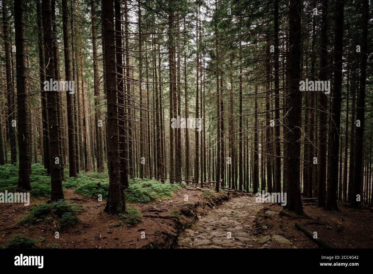 stone road in a coniferous forest in the mountains. Path in deep pine ...