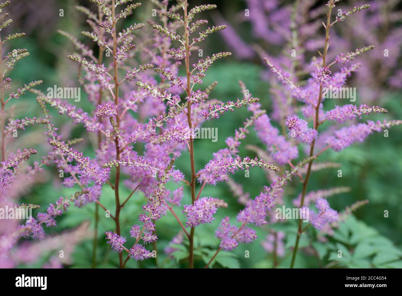 Astilbe with flowers hi-res stock photography and images - Alamy