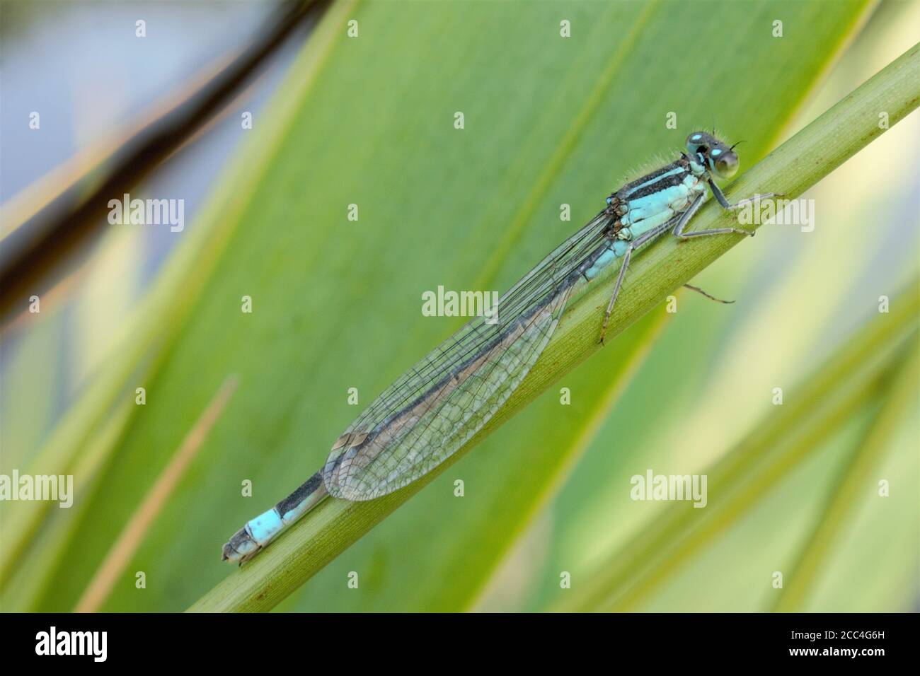 Insects with transparent wings hi-res stock photography and images - Alamy