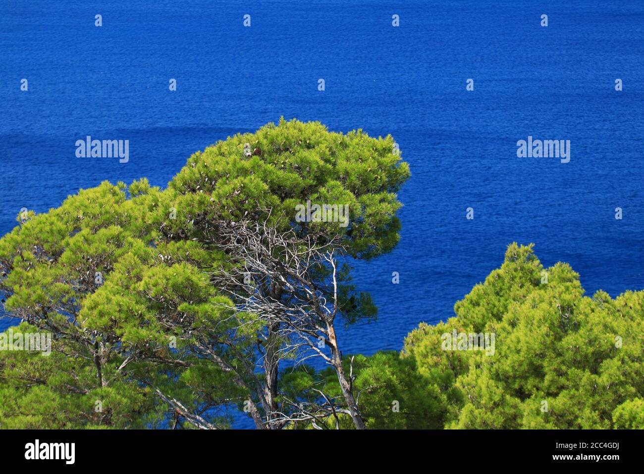 Green Evergreen Treetops High Resolution Stock Photography and Images ...
