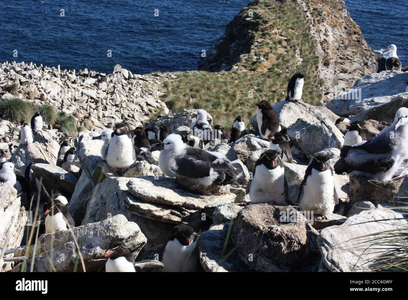 Rockhopper penguin colony West Point, Falkland Islands, Malvinas Stock ...