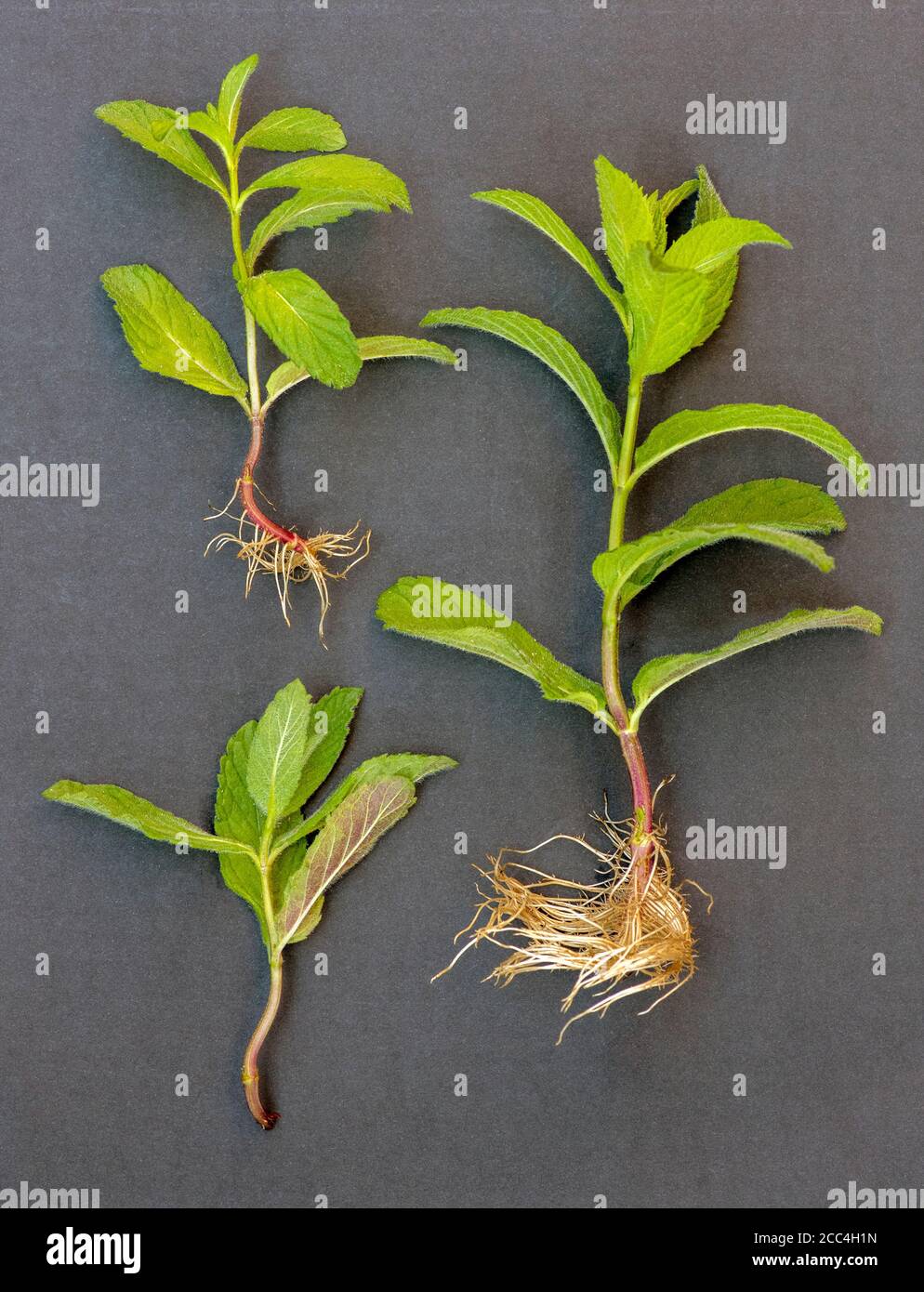 Mint seedlings grown in water from cuttings Stock Photo - Alamy