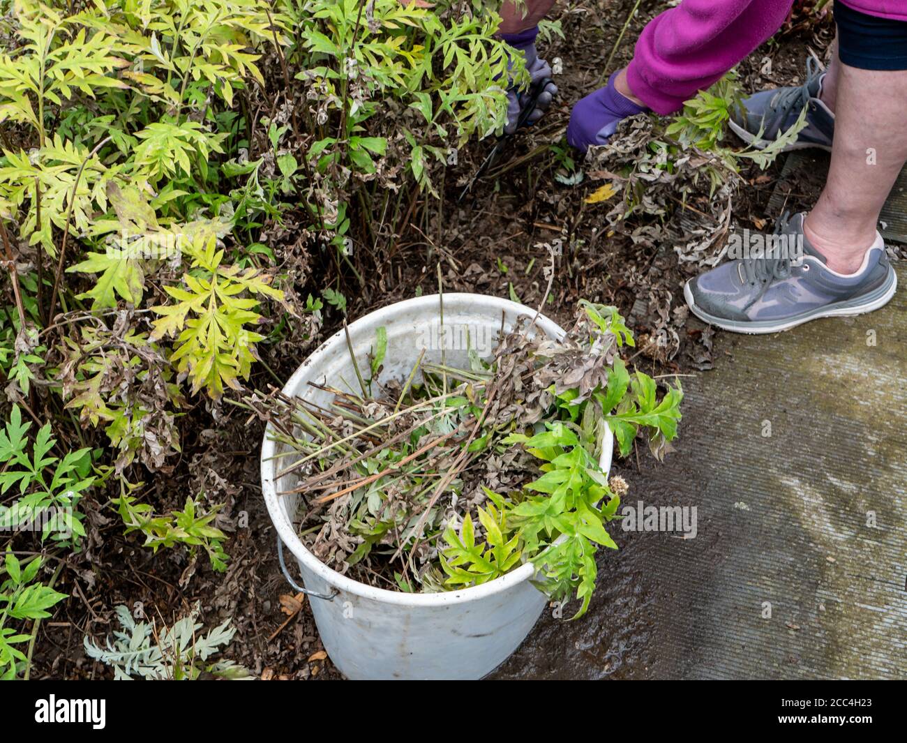 Pull weeds hi-res stock photography and images - Alamy