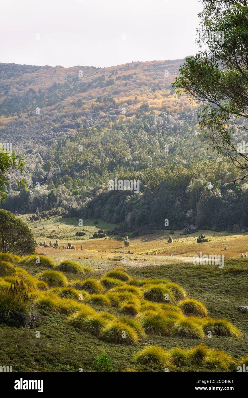Button grass tasmania hi-res stock photography and images - Alamy