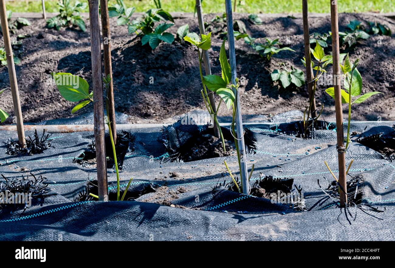 Planting runner bean plants grown in toilet roll centres in greenhouse ...