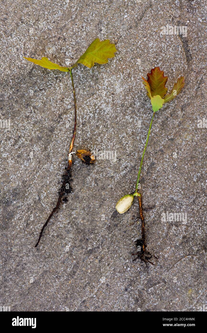 Oak tree root system hi-res stock photography and images - Alamy