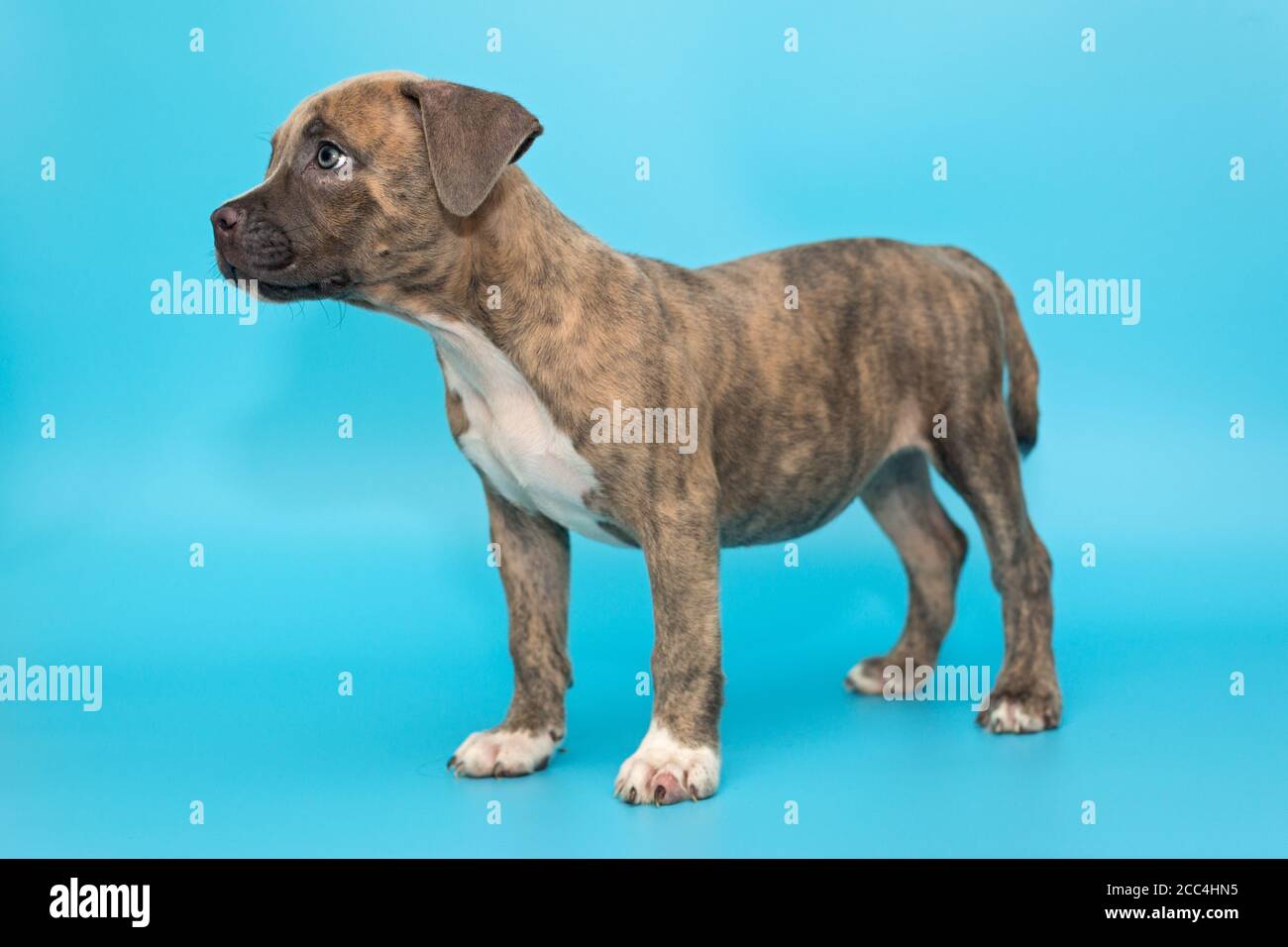 American bully hi-res stock photography and images - Alamy