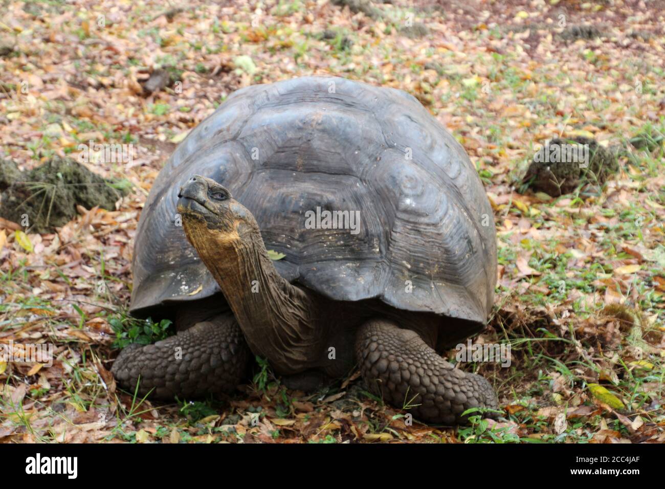 Giant tortoise, Galapagos Island, Ecuador, South America Stock Photo ...