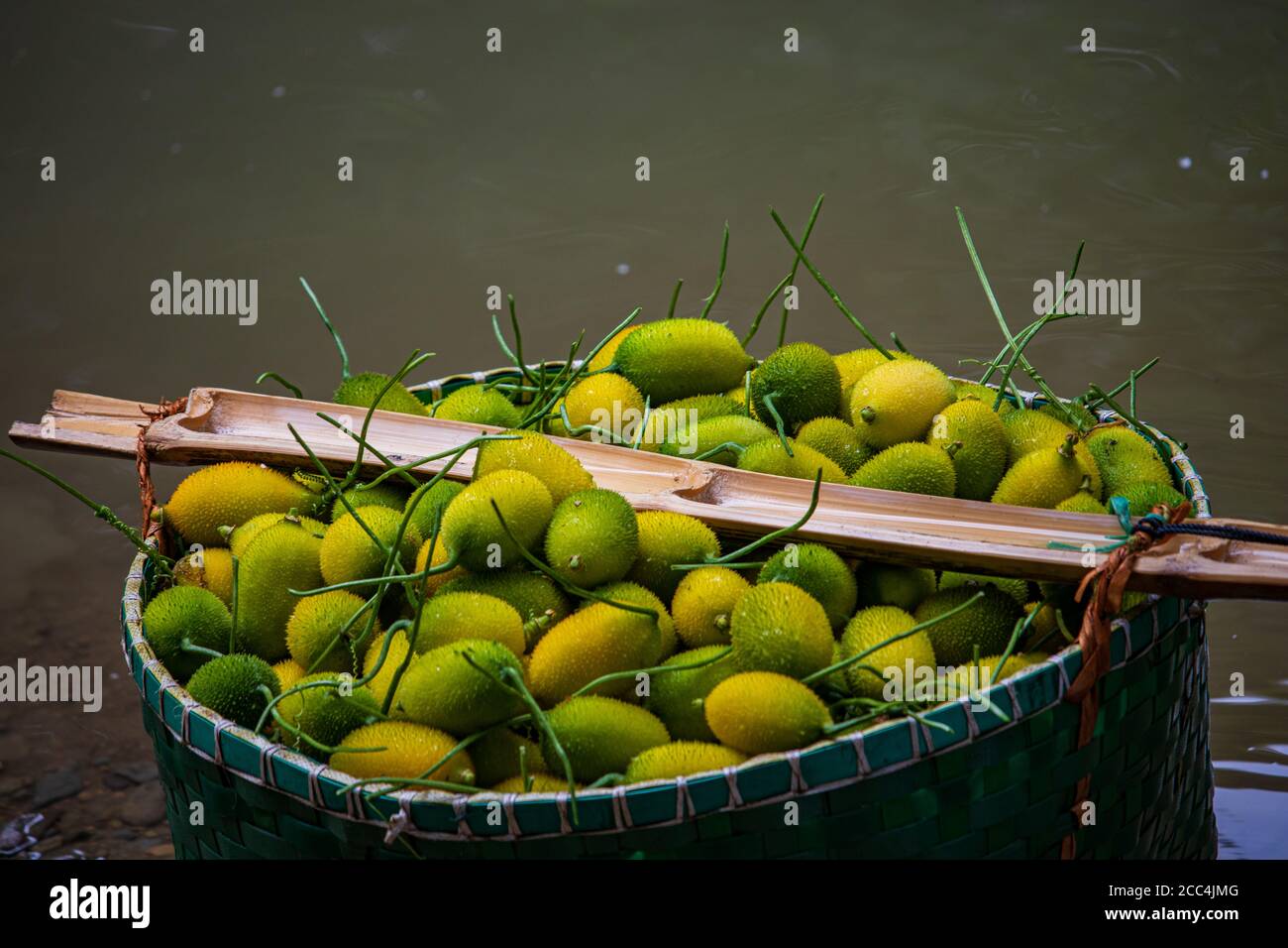 Green Momordica Dioica, commonly known as Spiny Gourd also known as ...