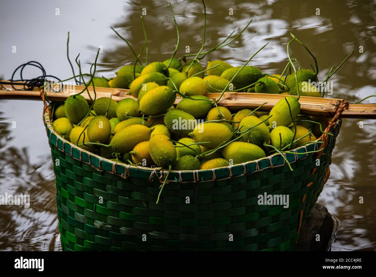 Green Momordica Dioica, commonly known as Spiny Gourd also known as ...