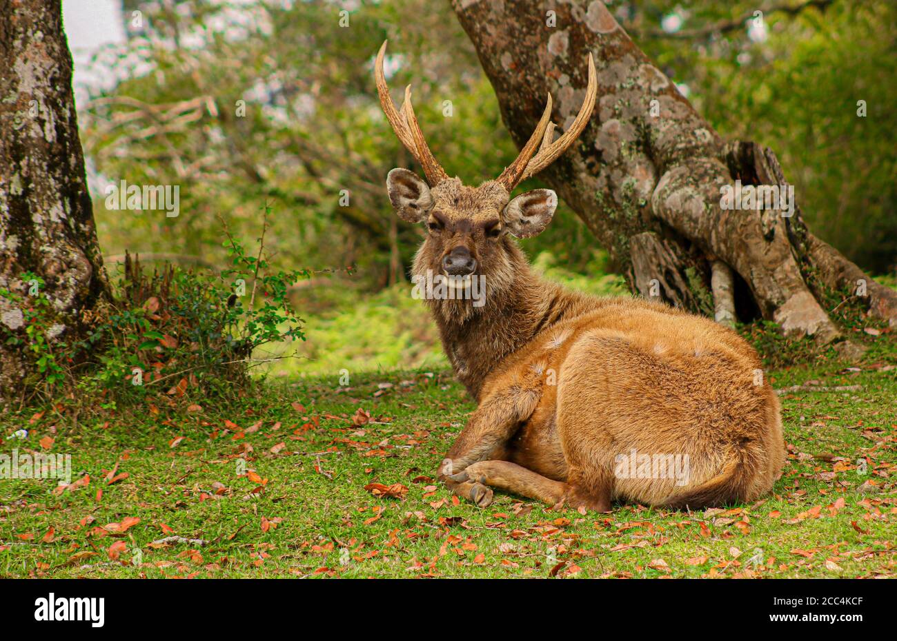 Sambar Deer at Hortain Plains National Park Sri Lanka Stock Photo - Alamy